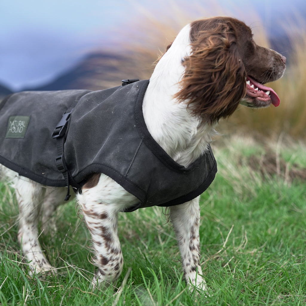 Venture Dog Coat